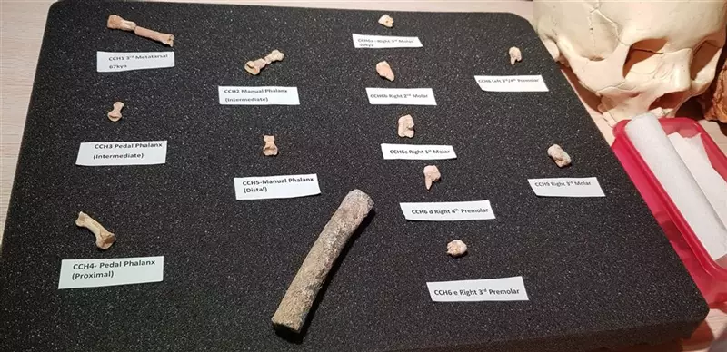 človeška vrsta Homo luzonensis