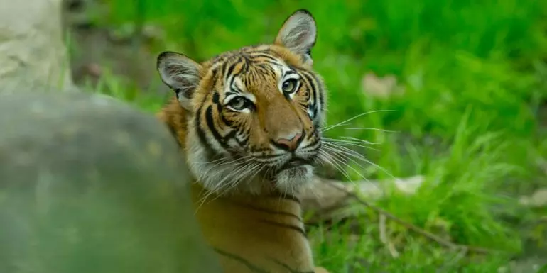 tigress coronavirus