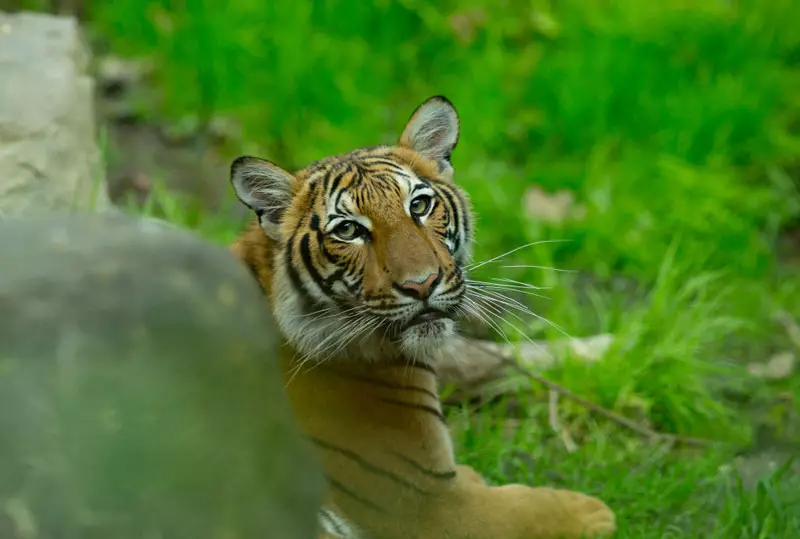 બ્રોન્ક્સ ટાઇગર કોરોનાવાયરસ