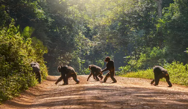 osooso gorilla chimpanzees