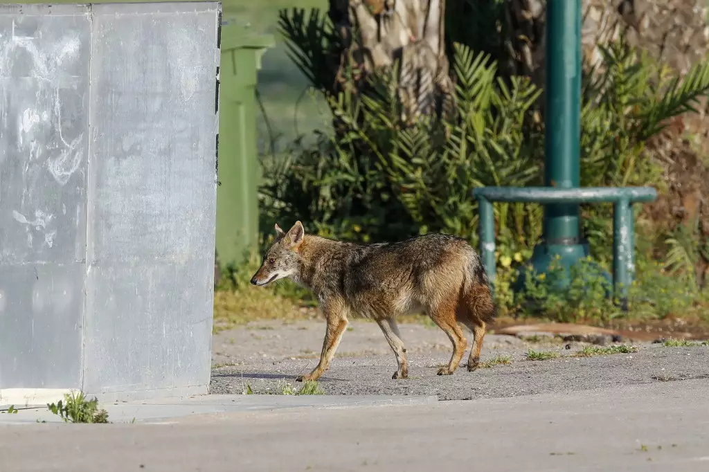 šakal Izrael Tel Aviv životinjski park