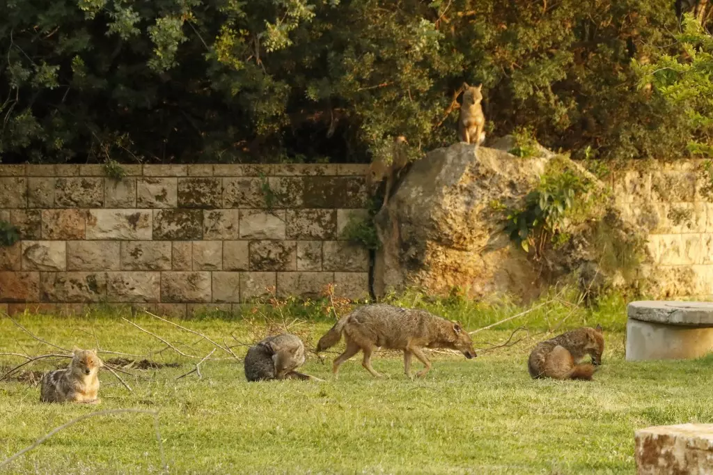 pašnjak stada šakala Tel Aviv Izrael