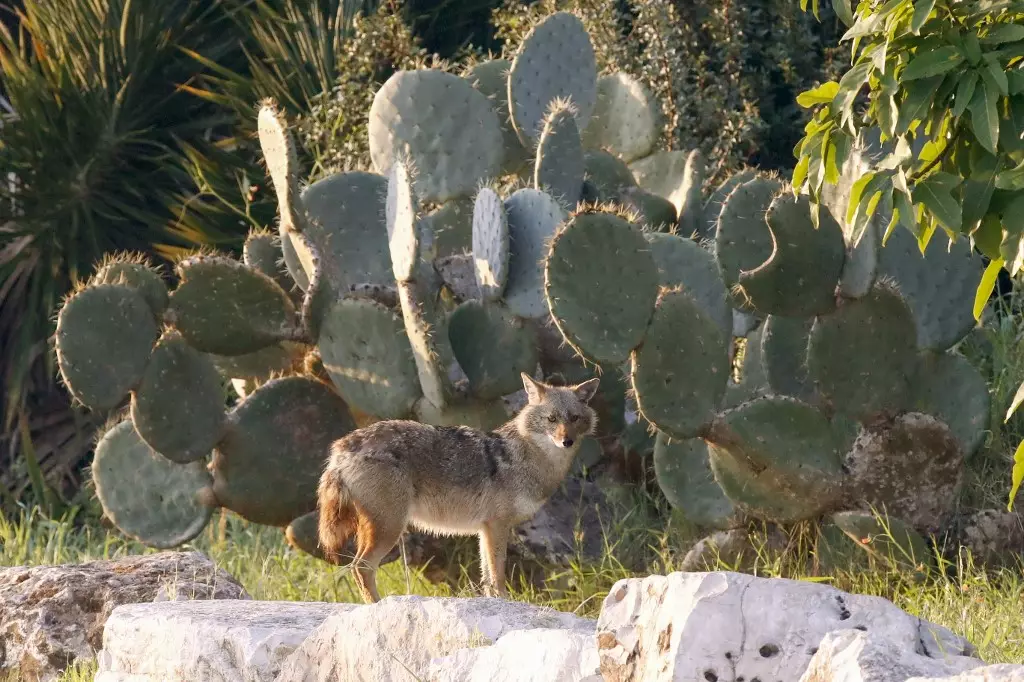 Yarkon park šakal kaktus Izrael Tel Aviv