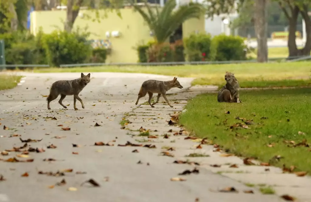 Izrael Tel Aviv Yarkon Park šakali