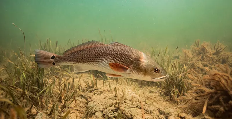 Ikan coronavirus pandemik biodiversiti Teluk Mexico