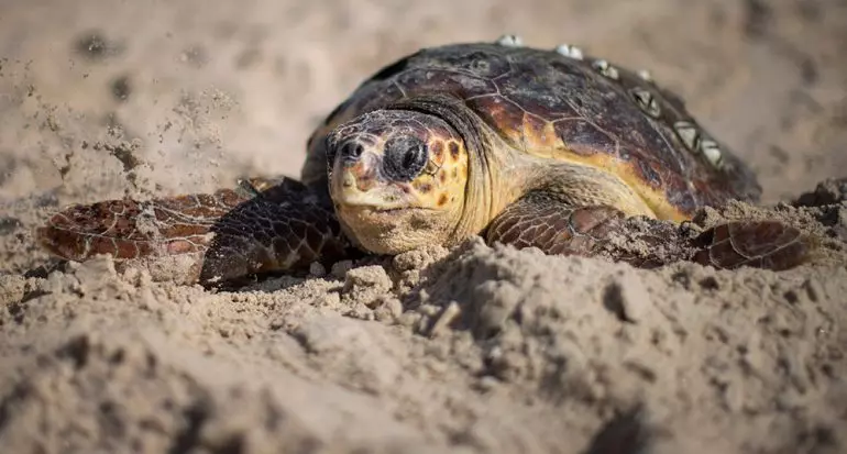 Na Playa Mamitas přilétá želva hlavatá