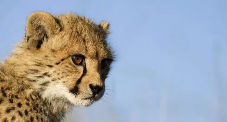 Cheetahs e matua'i toeitiiti lava fa'aumatia