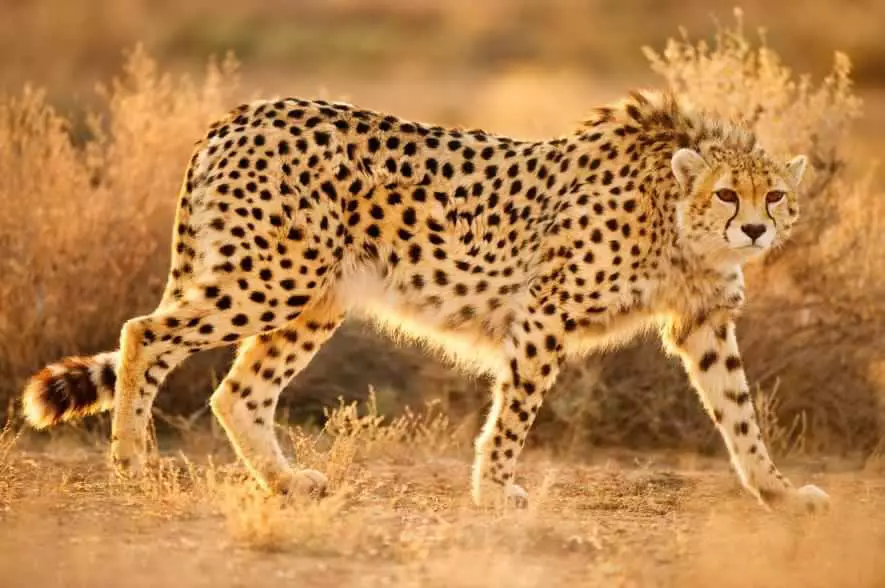 Cheetahs wa nitosi iparun 9890_2