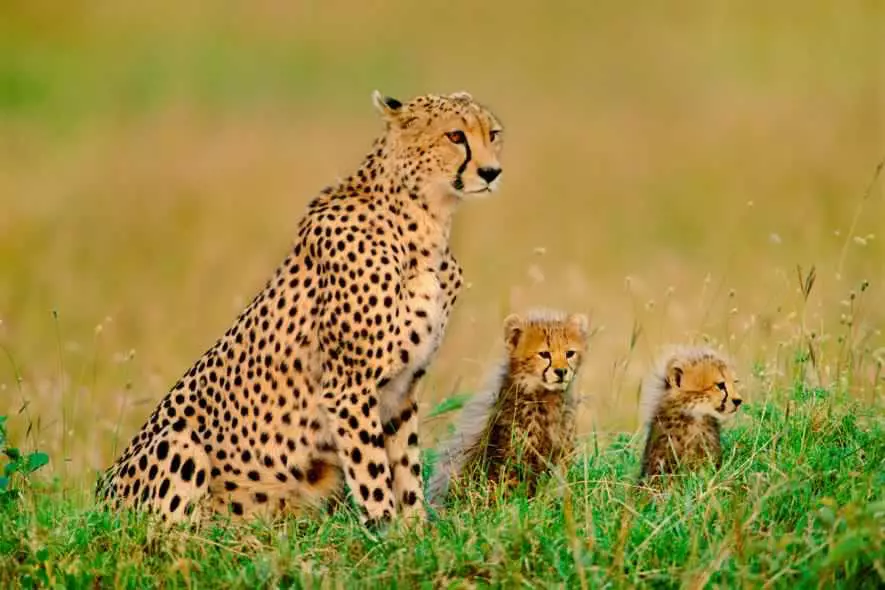 Cheetahs wa nitosi iparun 9890_4