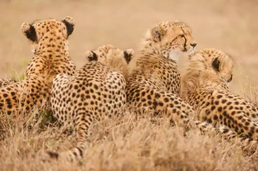 Cheetahs wa nitosi iparun 9890_5