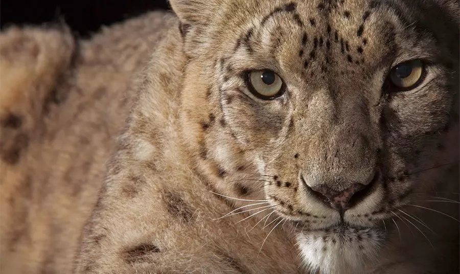 Cheetahs e matua'i toeitiiti lava fa'aumatia 9890_6