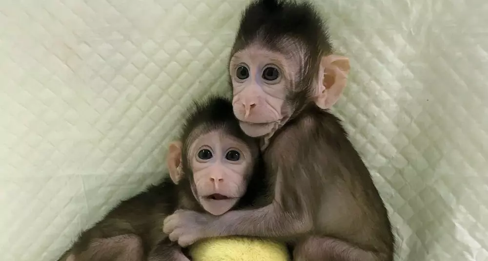 Awọn onimo ijinlẹ sayensi Ilu Kannada ṣẹda awọn ere ibeji akọkọ ti awọn primates