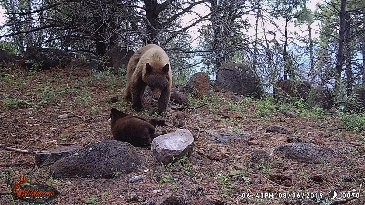 orso madow oo maraykan ah Mexico Chihuahua